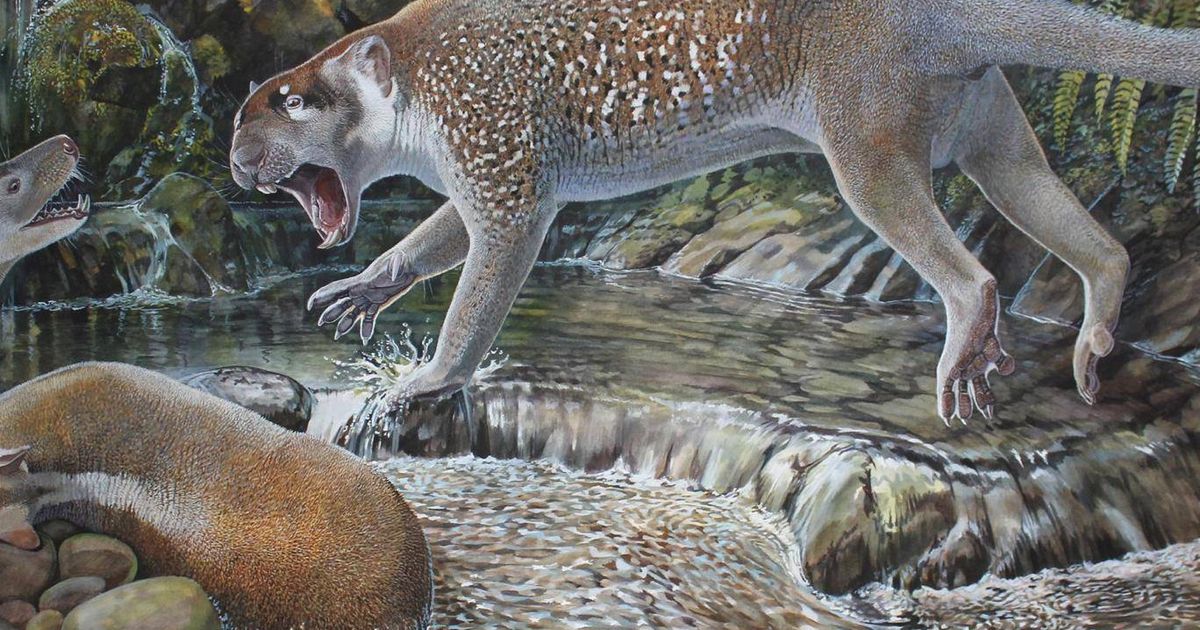 Uitgestorven leeuw-met-buidel gevonden in Australië | Dieren ...