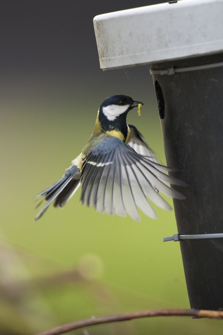 Koolmees is een sociaal dier | De Volkskrant