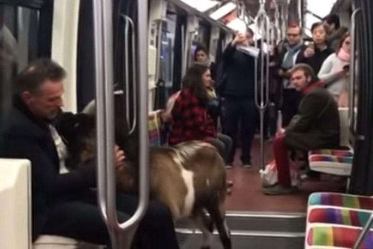 Man steelt geit in Parijs en stapt ermee op metro | Bizar | HLN