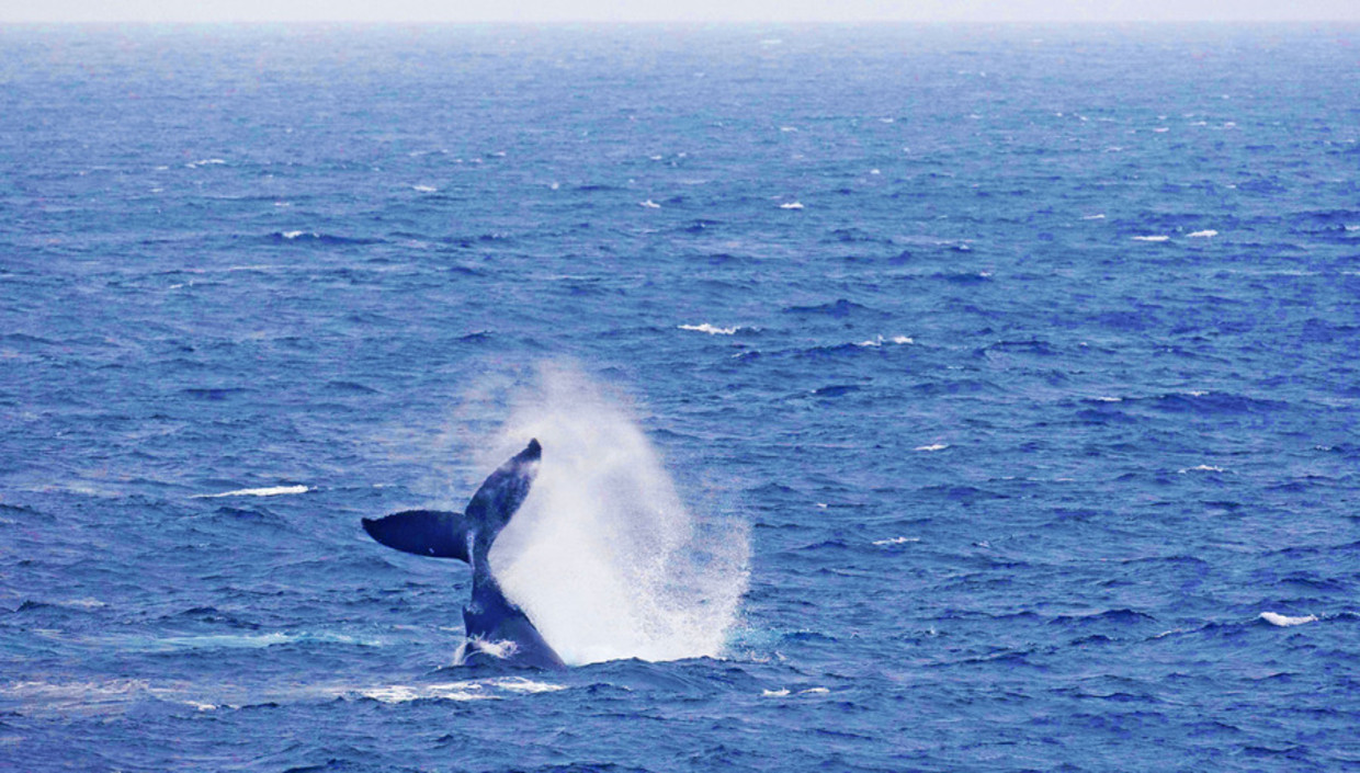 Walvis als reddende engel voor klimaatverandering | Het Parool