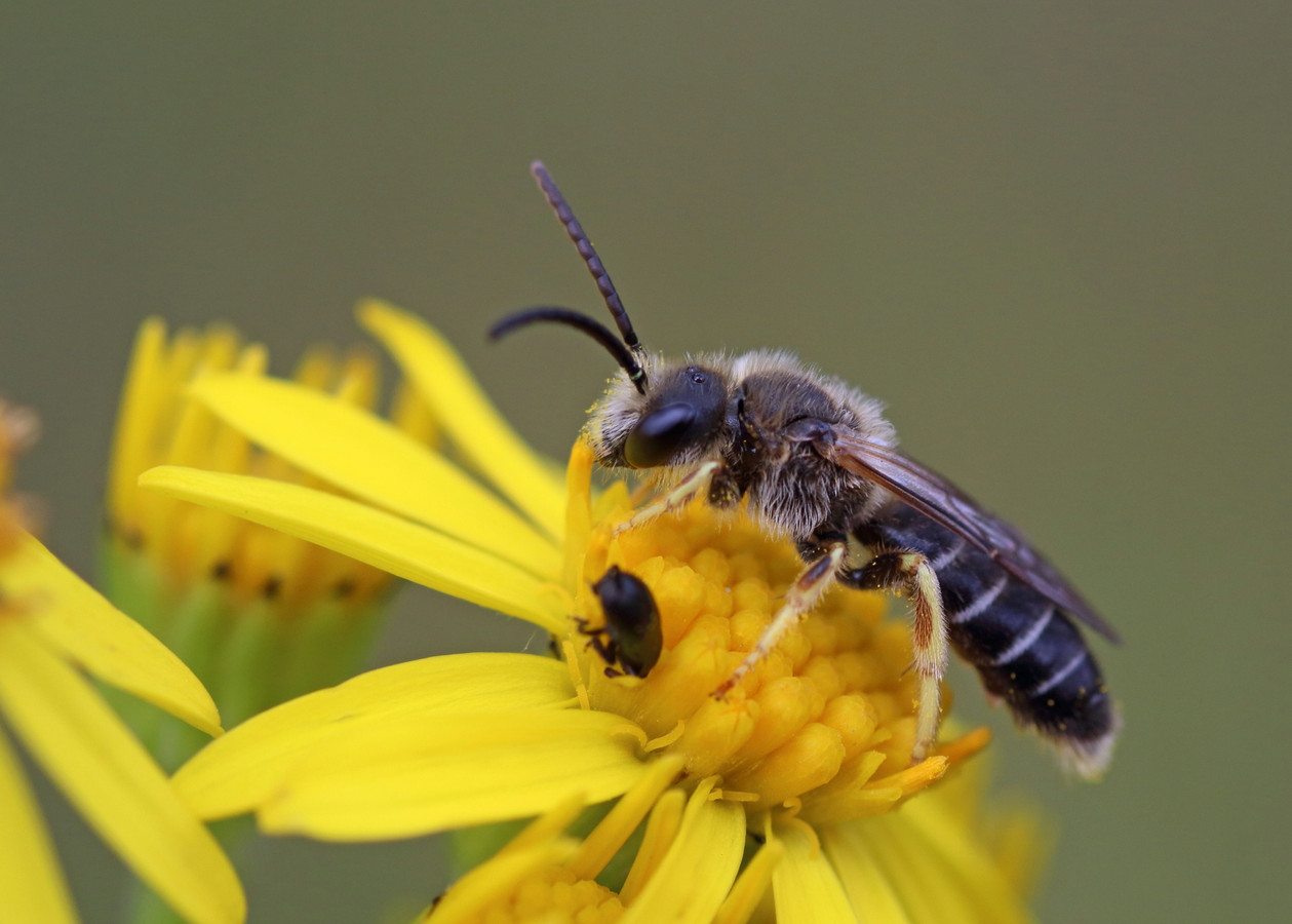 Un insecte rare repéré pour la première fois en Belgique depuis 1953 ...