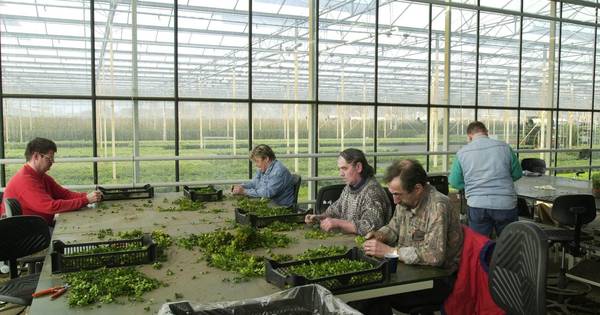 IBN in zijn nopjes over 2017: bijna 3800 mensen aan het werk - Oozo.nl