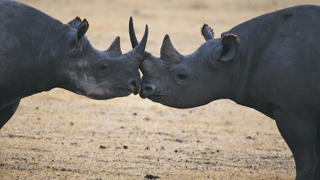 Nog slechts 50 Javaanse neushoorns over | Trouw