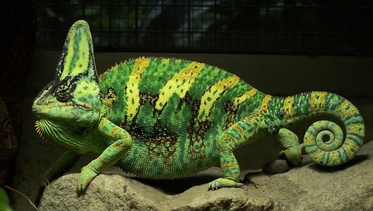 Is de kameleon in het Cobra Museum zielig? | Het Parool