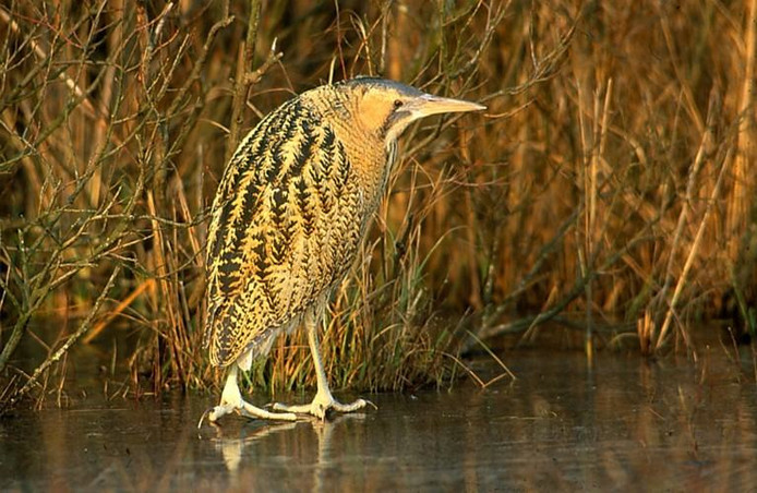 'Roerdomp broedt in Reevediep' | Kampen | destentor.nl