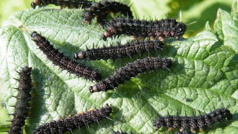 Rupsen op brandnetel | Trouw