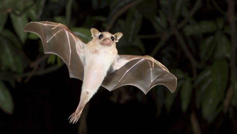 Hoe de mot de vleermuis fopt | De Volkskrant