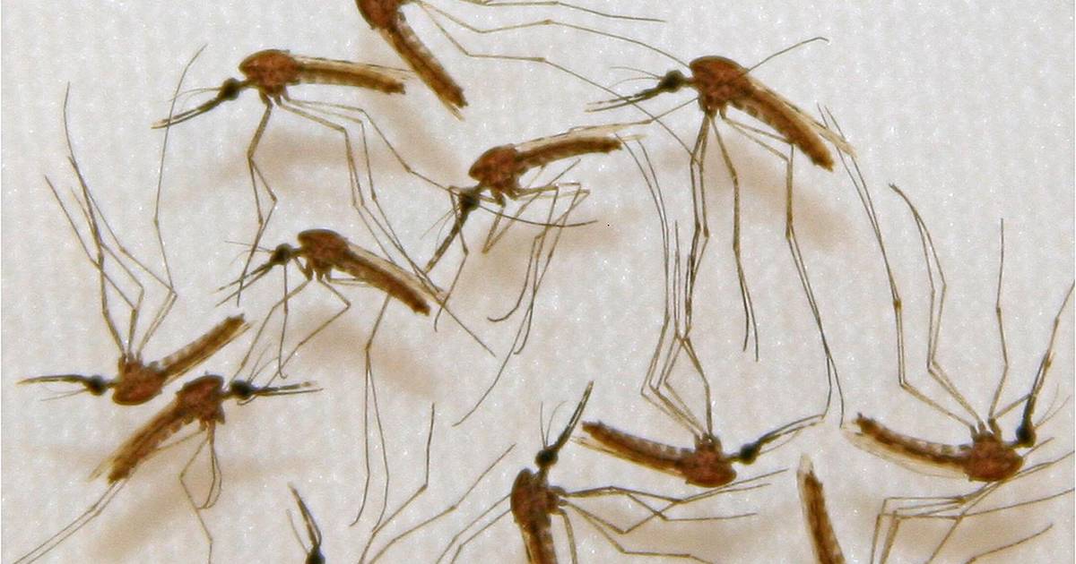 Malaria: wat is het juist, hoe herken je het en hoe vaak komt het voor ...