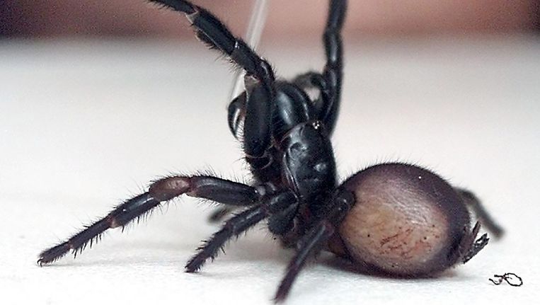 Grootste dosis tegengif ooit redt jongen van spinnenbeet | Bizar | HLN