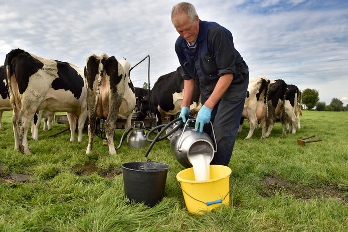 Uniek: deze boer melkt zijn koeien nog in de wei | Groene Hart | AD.nl