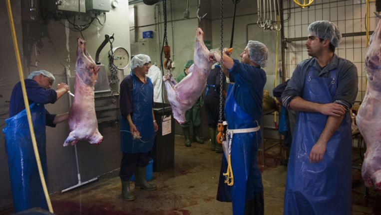 Schapen illegaal geslacht tijdens Offerfeest | Het Parool