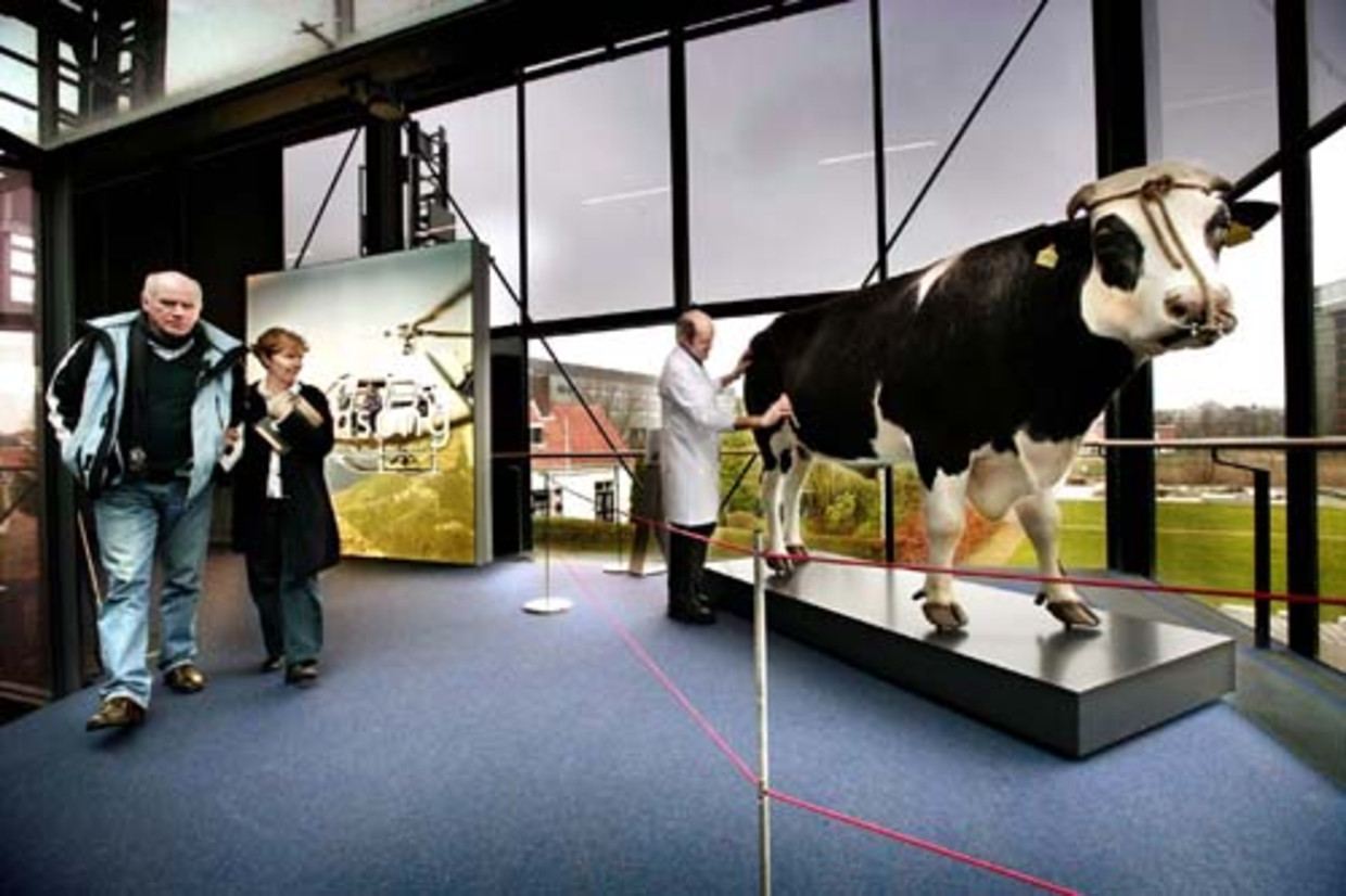 Stier Herman, icoon van de biotechnologie | De Volkskrant