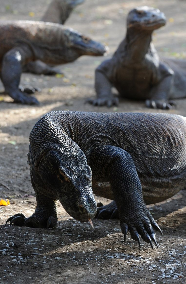 Komodovaraan valt Indonesiër aan | Trouw