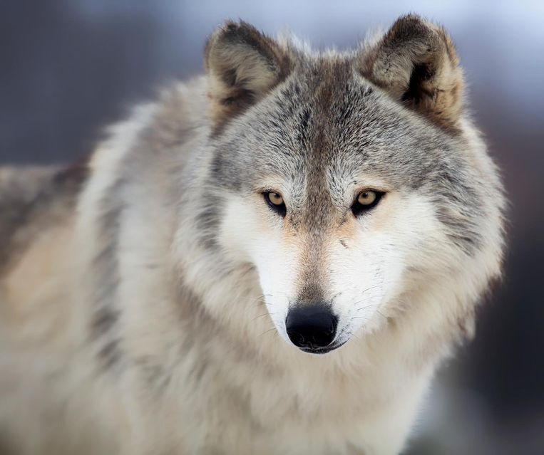 Is de wolf terug in ons land? | Dieren | Wetenschap & Planeet | HLN Is de wolf terug in ons land? | Dieren | Wetenschap & Planeet | HLN