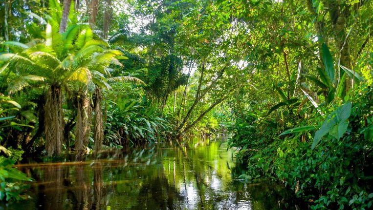 Veel meer regenwoud Brazilië gekapt | TROUW