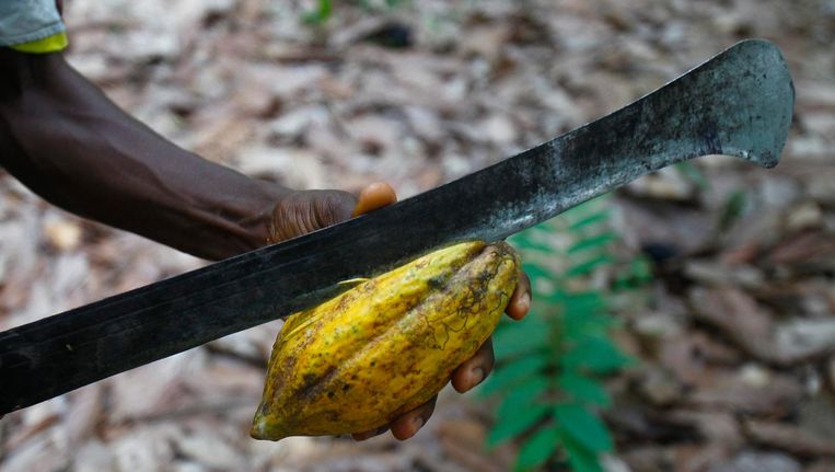 Cacao uit Ghana stilt Braziliaanse zucht naar chocolade | De Volkskrant