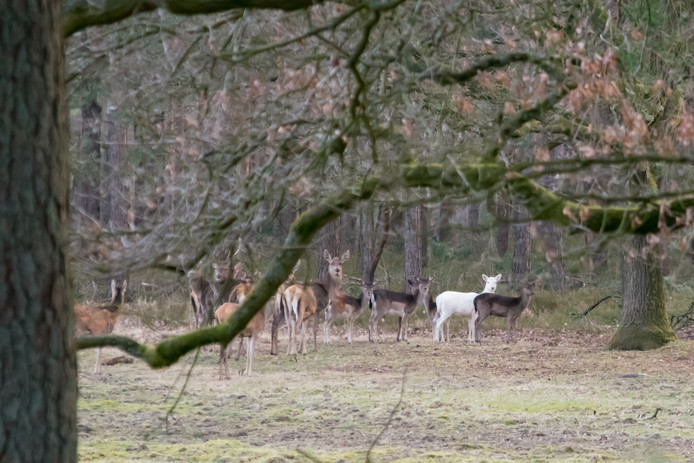 Wit hert gespot op de Veluwe: 'dat is heel uitzonderlijk' | Epe ...