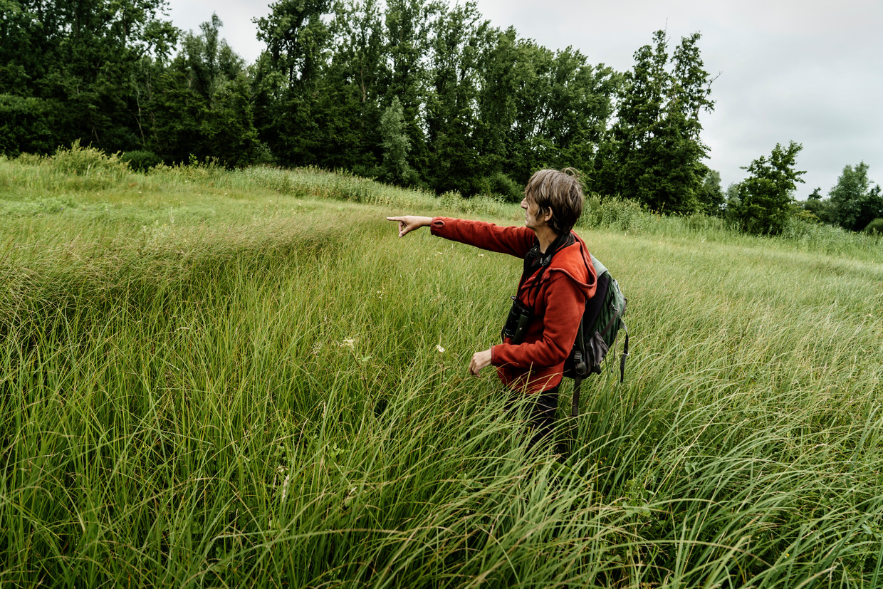 Flora in Vlaanderen anno 2020: ‘Waar zijn al de korenbloemen en onze ...