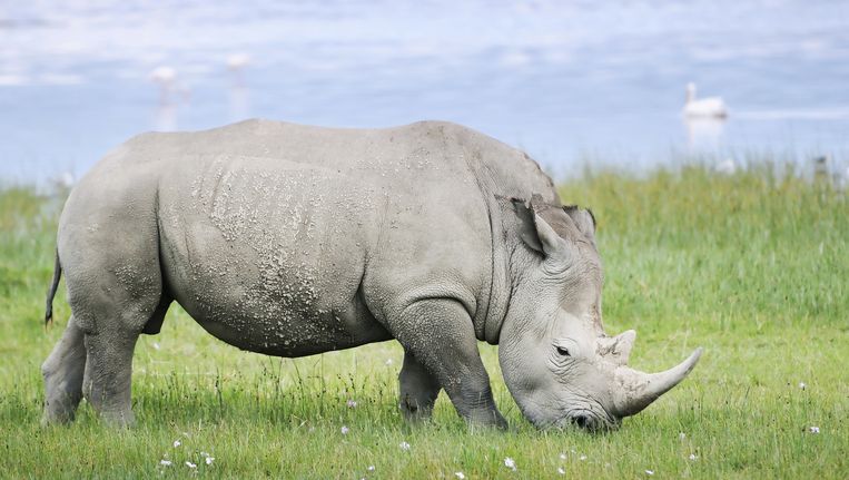 En toen waren er nog maar vijf noordelijke witte neushoorns | Trouw
