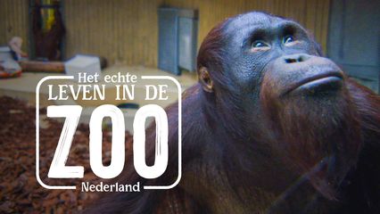 Het Echte Leven in de ZOO NL - Seizoen 1 - Kijk gratis naar volledige afleveringen - VTM GO
