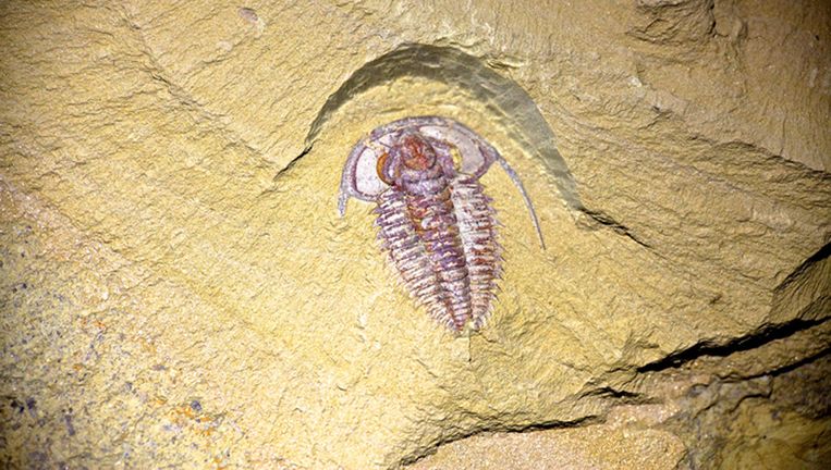 3,4 miljard jaar oud fossiel van bacterie geveild | Trouw