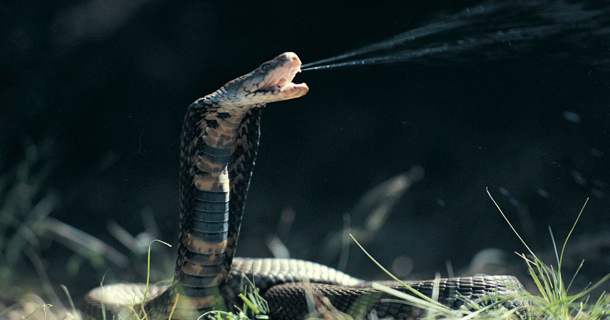 Om de vier minuten sterft iemand door slangenbeet | De Krant | HLN