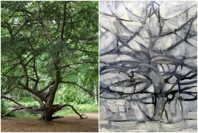 Dit zijn de 10 meest bijzondere bomen van Zeeland | Zeeuws nieuws | pzc.nl