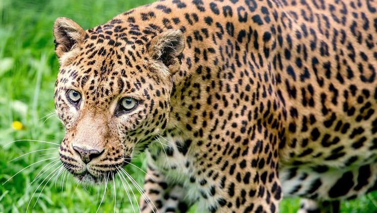 Twee zeldzame panters geboren in zoo Maubeuge | Reizen | HLN
