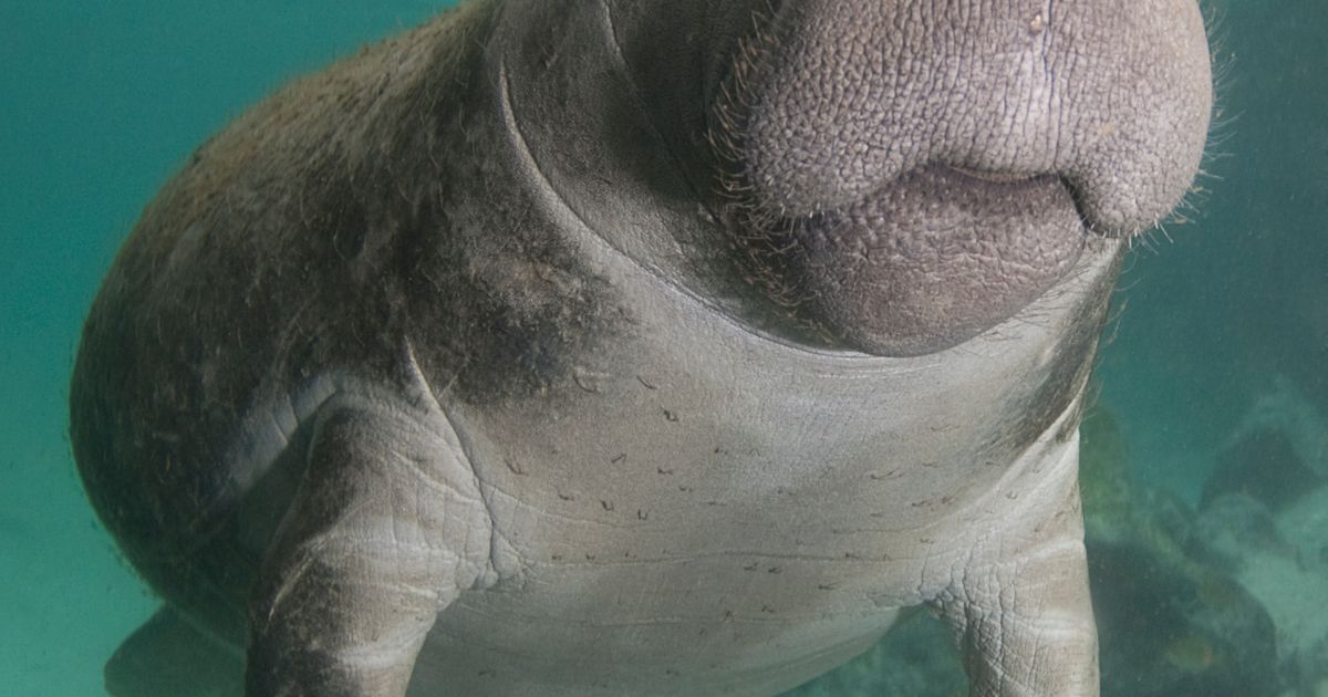 De lamantijn (Trichechus) | De Krant | HLN