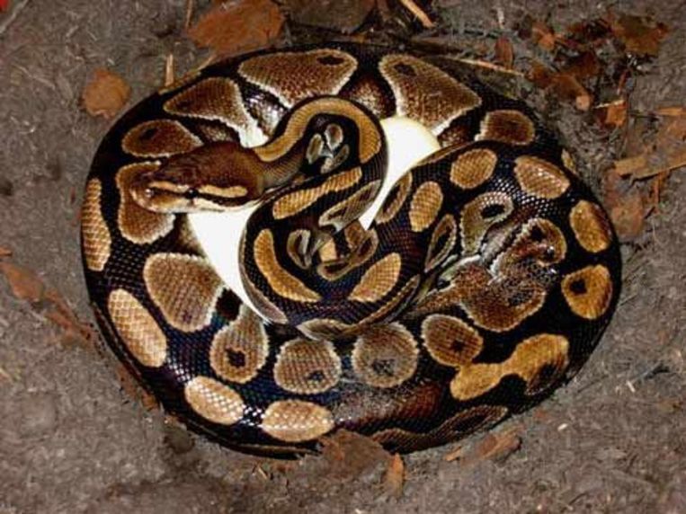 Jongeman steelt slang en koningspython | Bizar | HLN