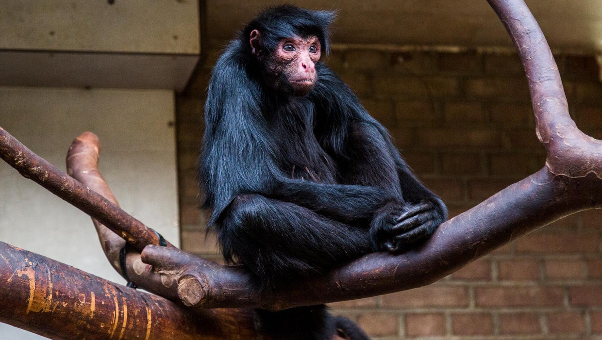 Slingerapen in Artis straks nog perfecter verborgen | Het Parool