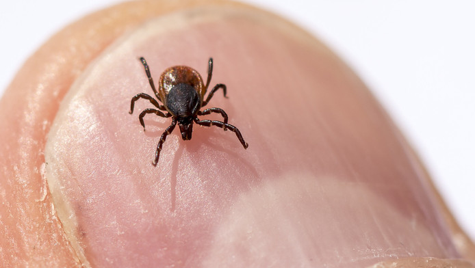 De teken komen eraan: Vier tips tegen een tekenbeet | Gezond | AD.nl