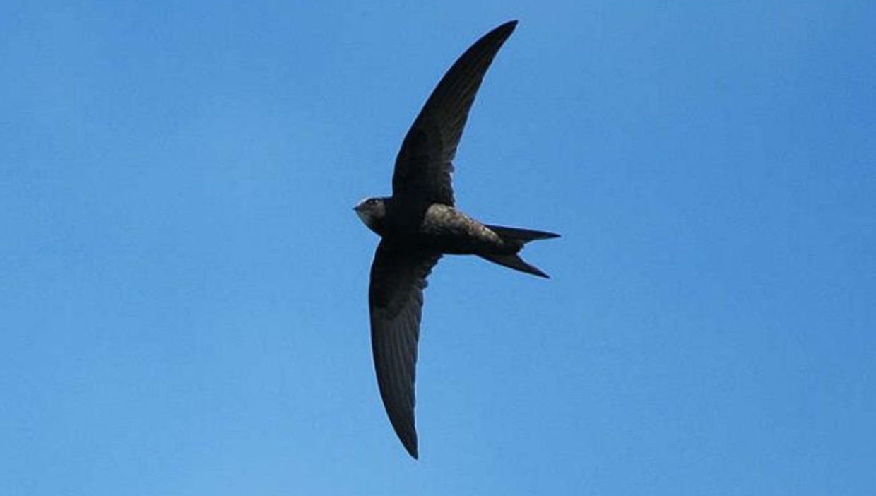 Eén zwaluw, geen zwaluw | Trouw