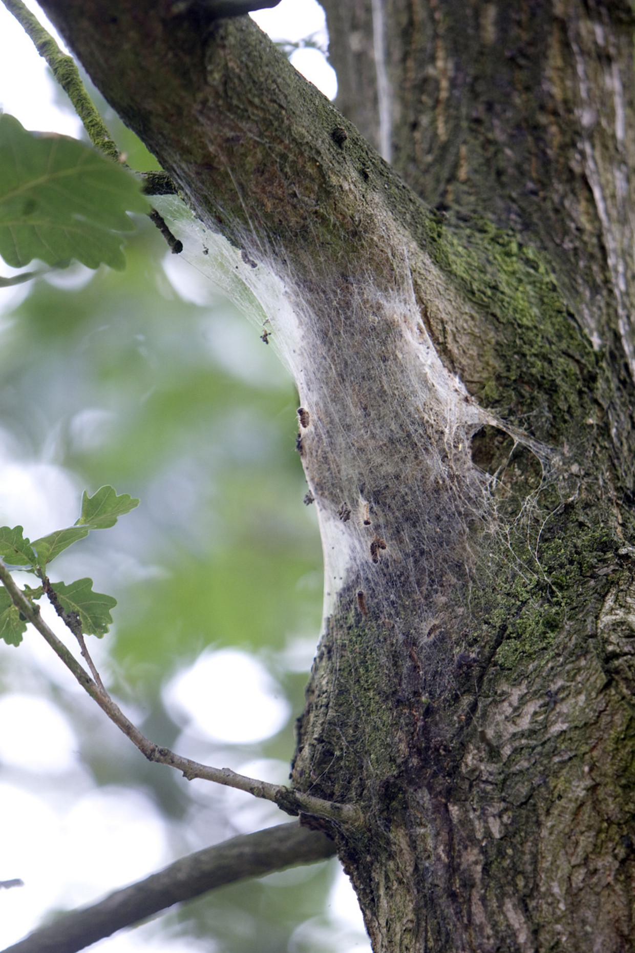 De eikenprocessierups was er nog nooit zo vroeg bij om voor overlast te zorgen | De Volkskrant