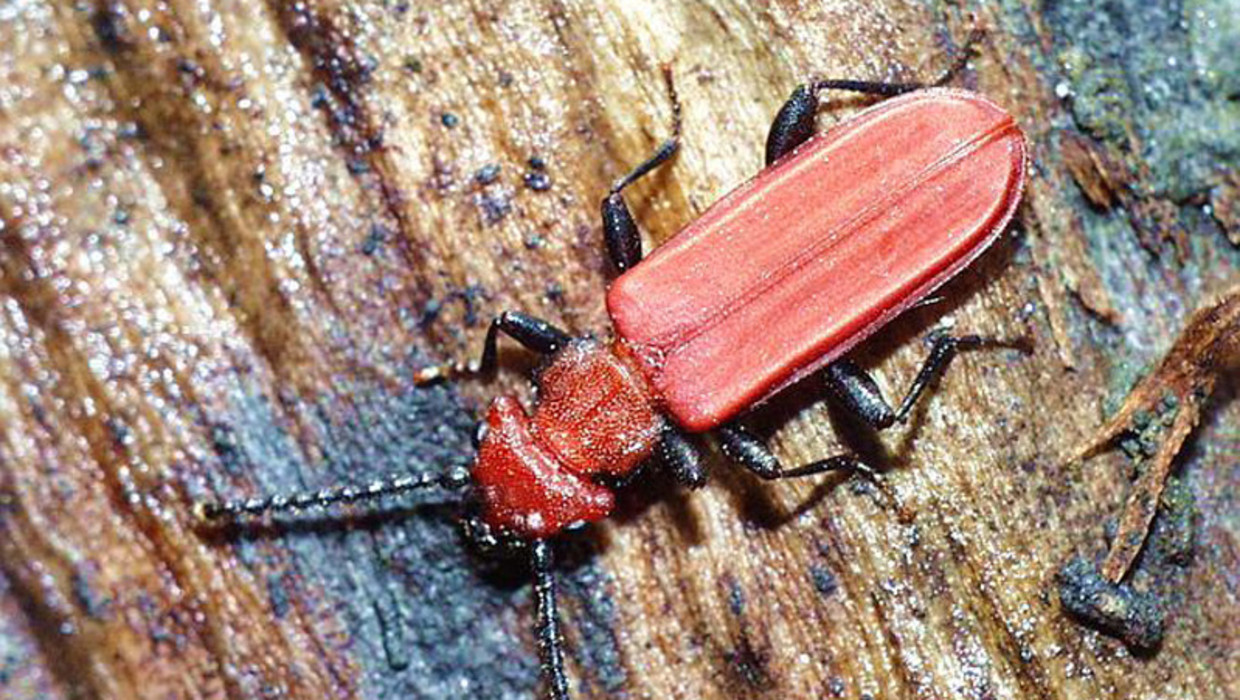 Vermiljoenkever kever in Nederland aangetroffen | Trouw