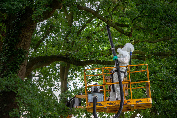 Gemeente mag plaag processierups in Eindhovense buurt pas bestrijden ...