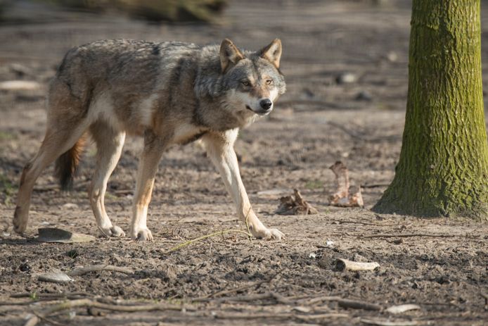 ‘Een levende wolf brengt meer op dan een dode’ | Wolven in Nederland ...