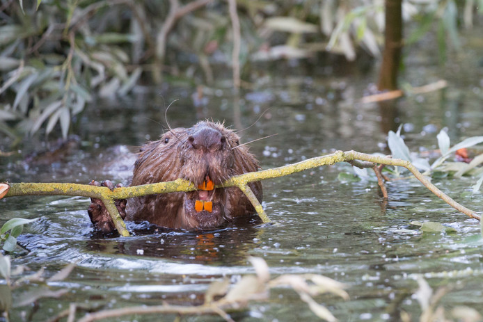 Biesbosch MuseumEiland pakt uit tijdens Internationale Dag van de Bever ...