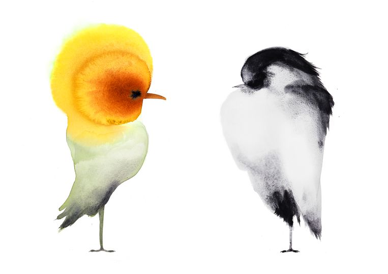 Paul Faassen tekent 150 aquarelvogels en denkt elke keer: Wat dénkt zo ...