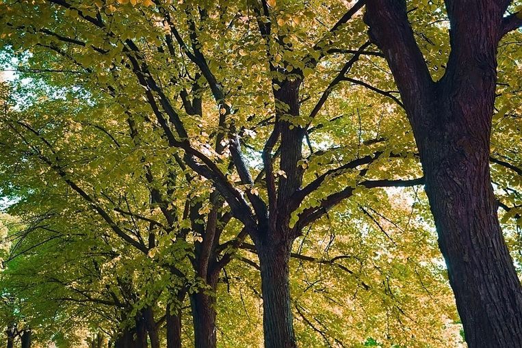 Nieuwe lindebomen zorgen voor een 'natuurlijk landschap', mits er geen ...