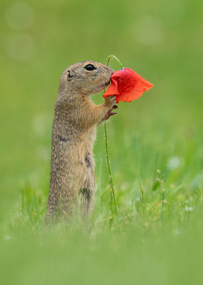 Hey, look, squirrel! - RC Groups