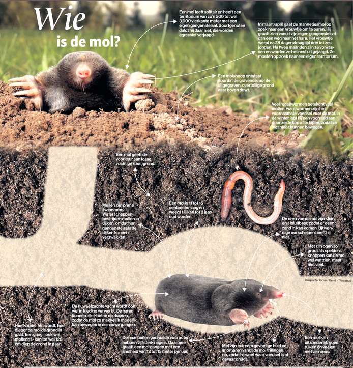 Hoe kom je van die mollen af? | Etten-Leur | bndestem.nl