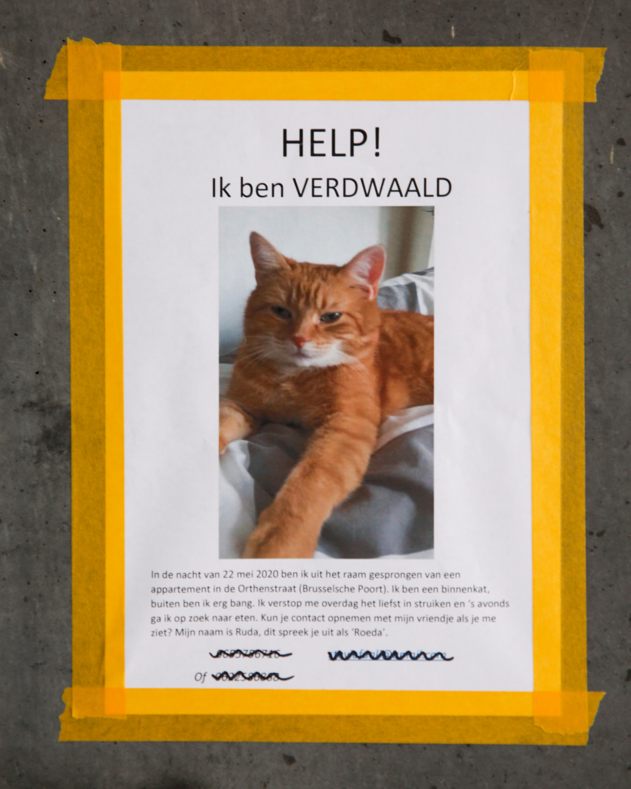 Zes baasjes over de zoektocht naar hun vermiste dier: ‘De waarzegster ...