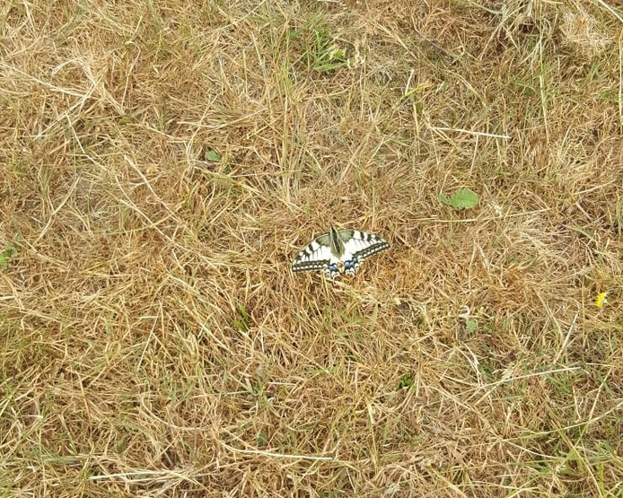 Grootste vlinder van Nederland gezien op Plantage Willem III | Rhenen ...