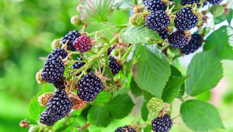 Eerherstel voor de braam: belangrijke rol in biodiversiteit | De Volkskrant