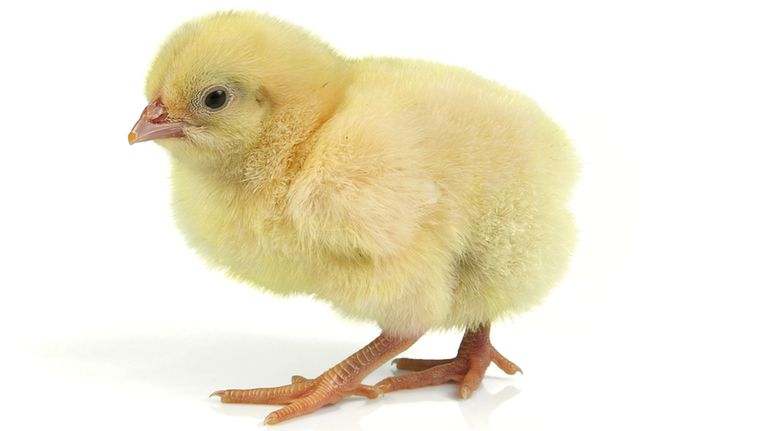Kuiken geboren zonder ei | Het Parool