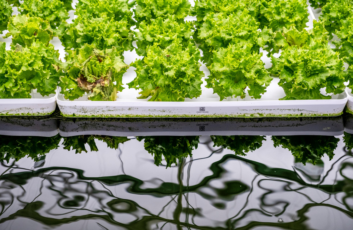 Nooit meer een kronkelende rups tussen de blaadjes: sla die op water ...