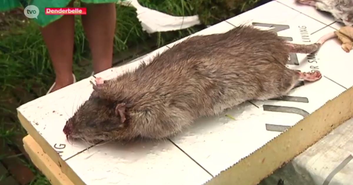 Inwoner Denderbelle vangt vijftien ratten in drie dagen | Bizar | HLN