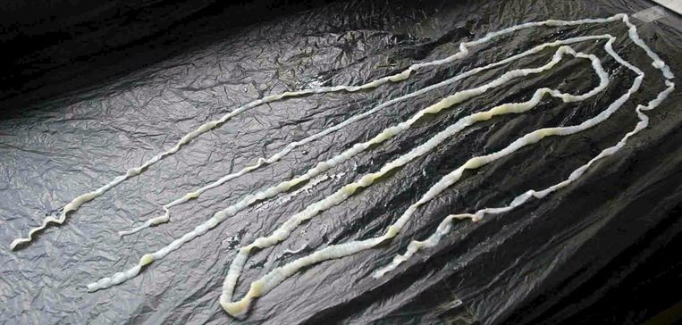 'Medicijn tegen lintworminfectie ligt al klaar' | De Volkskrant