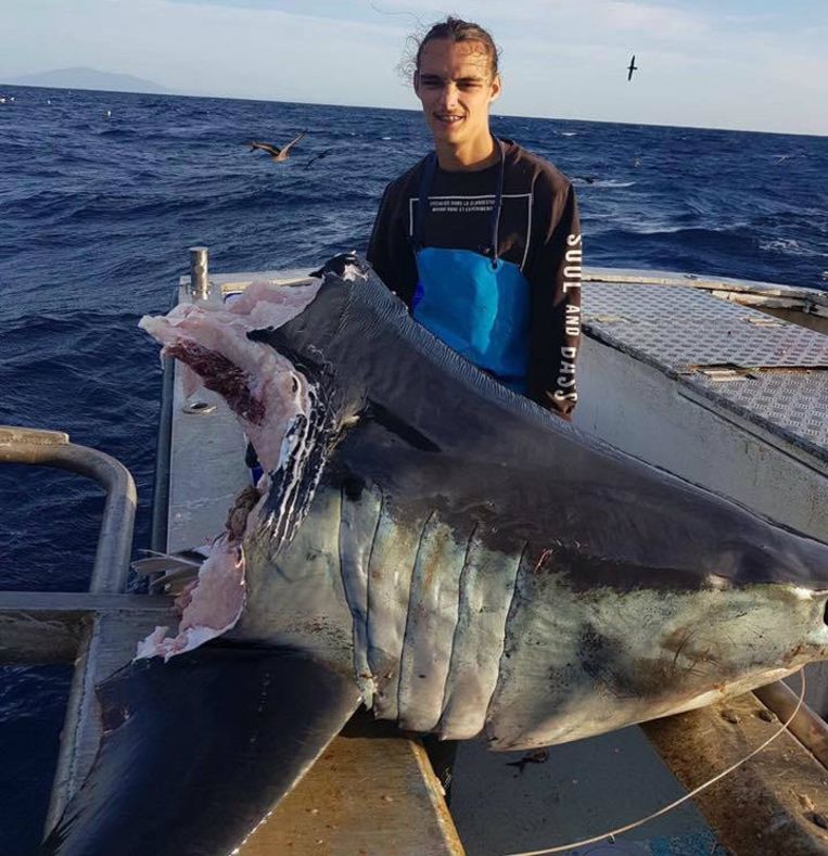 Australiër vangt kop van gigantische haai: “Een nog groter monster moet ...